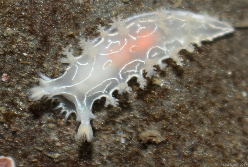 The Natural History of Bodega Head: Diamondback
