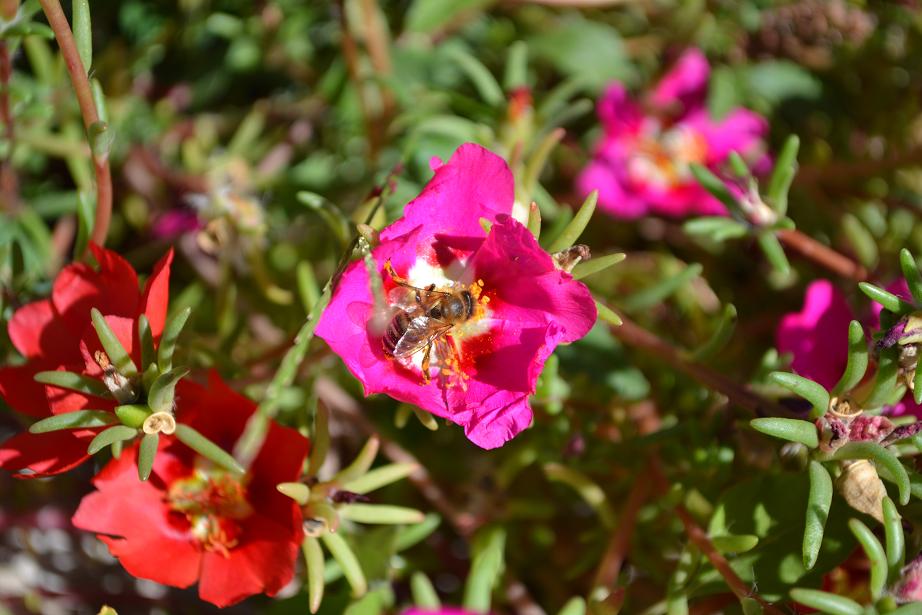 Buchetul miresei: Flori de piatra (Portulaca grandiflora)