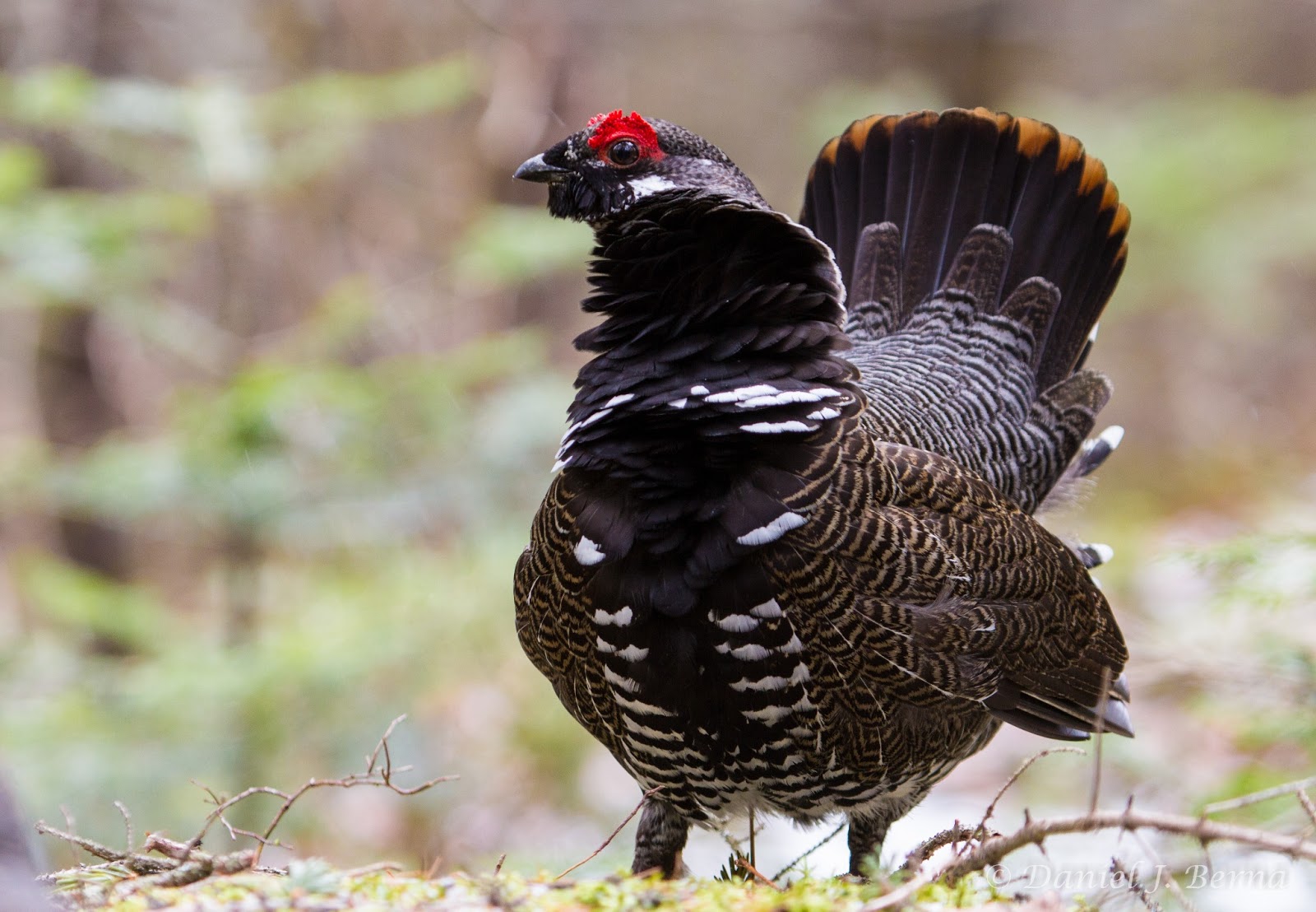 Daniel Berna Photography: Spruce Grouse