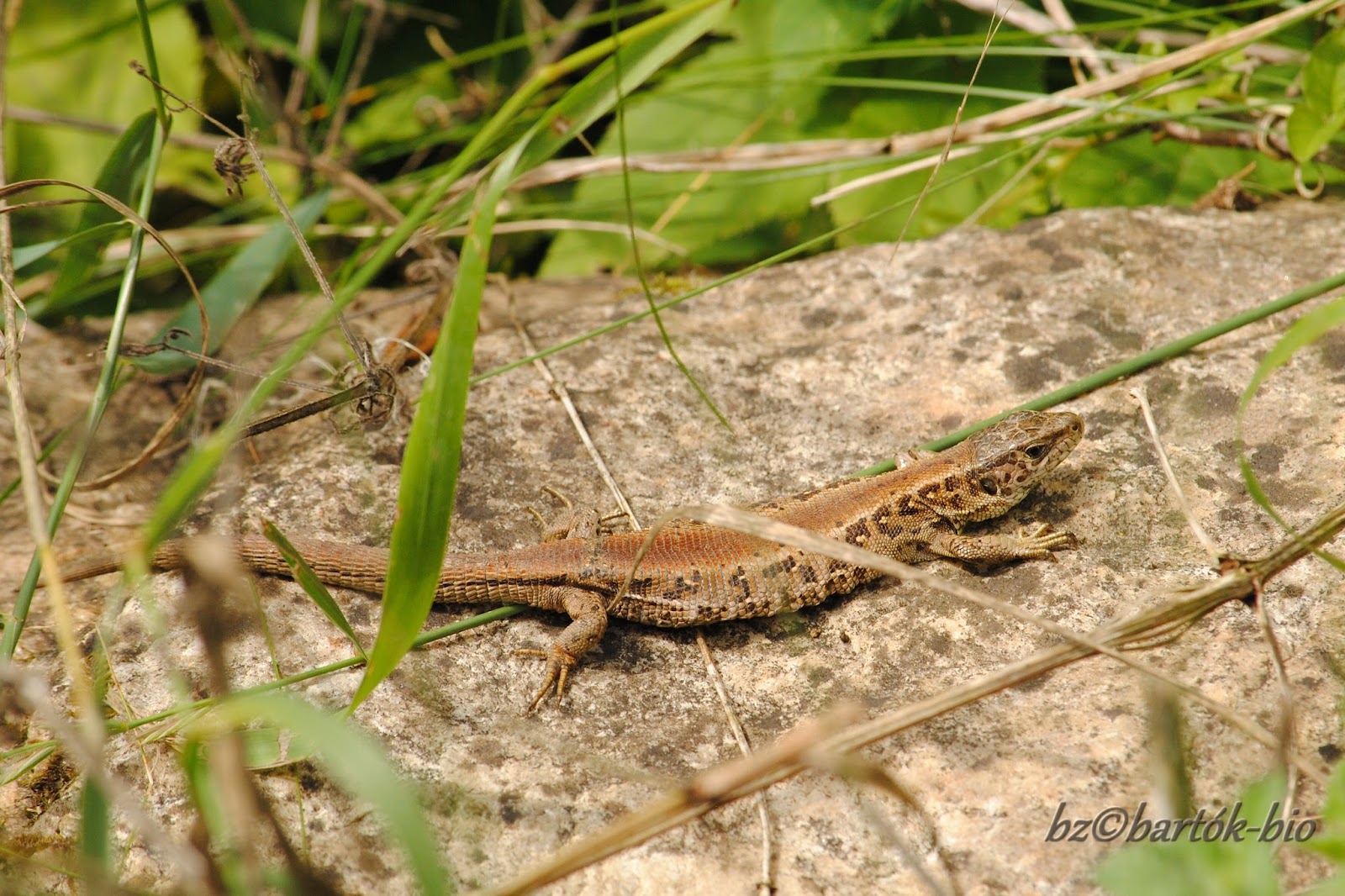Bartók - bio: Gyíkok
