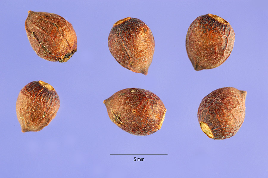 Fruit Seeds of Southern Michigan: Taxus spp.-- Yews