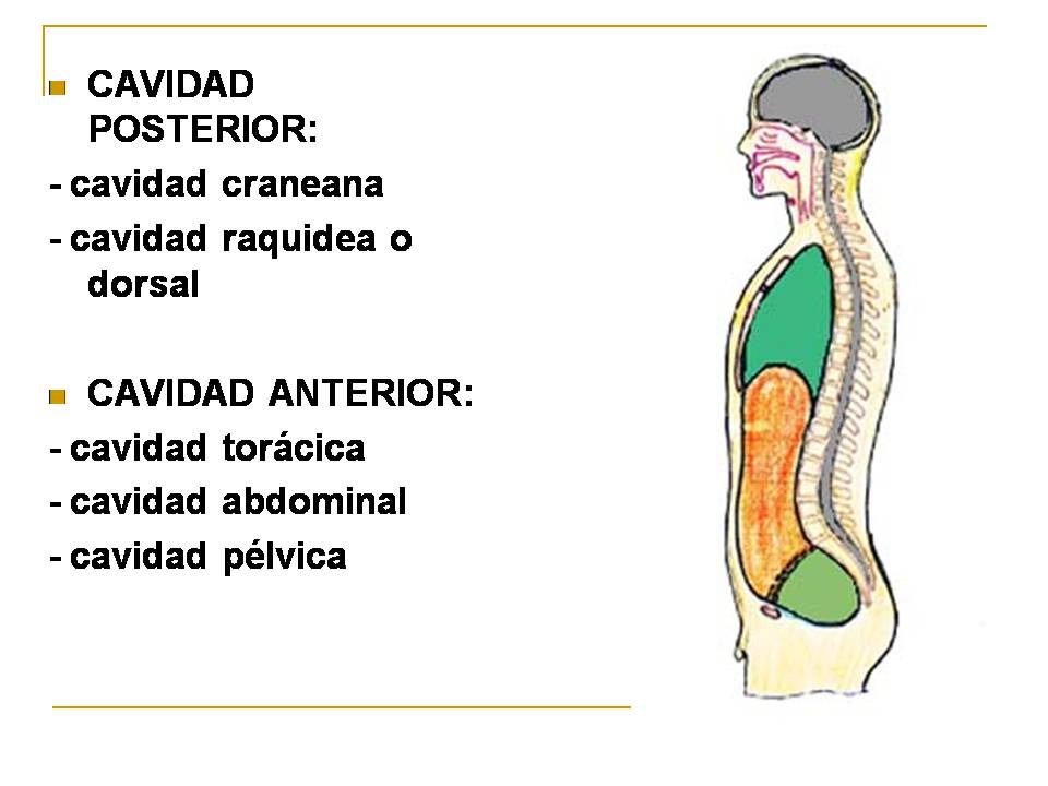 Anatomia y mas: introduccion a la anatomia (colaboracion externa)