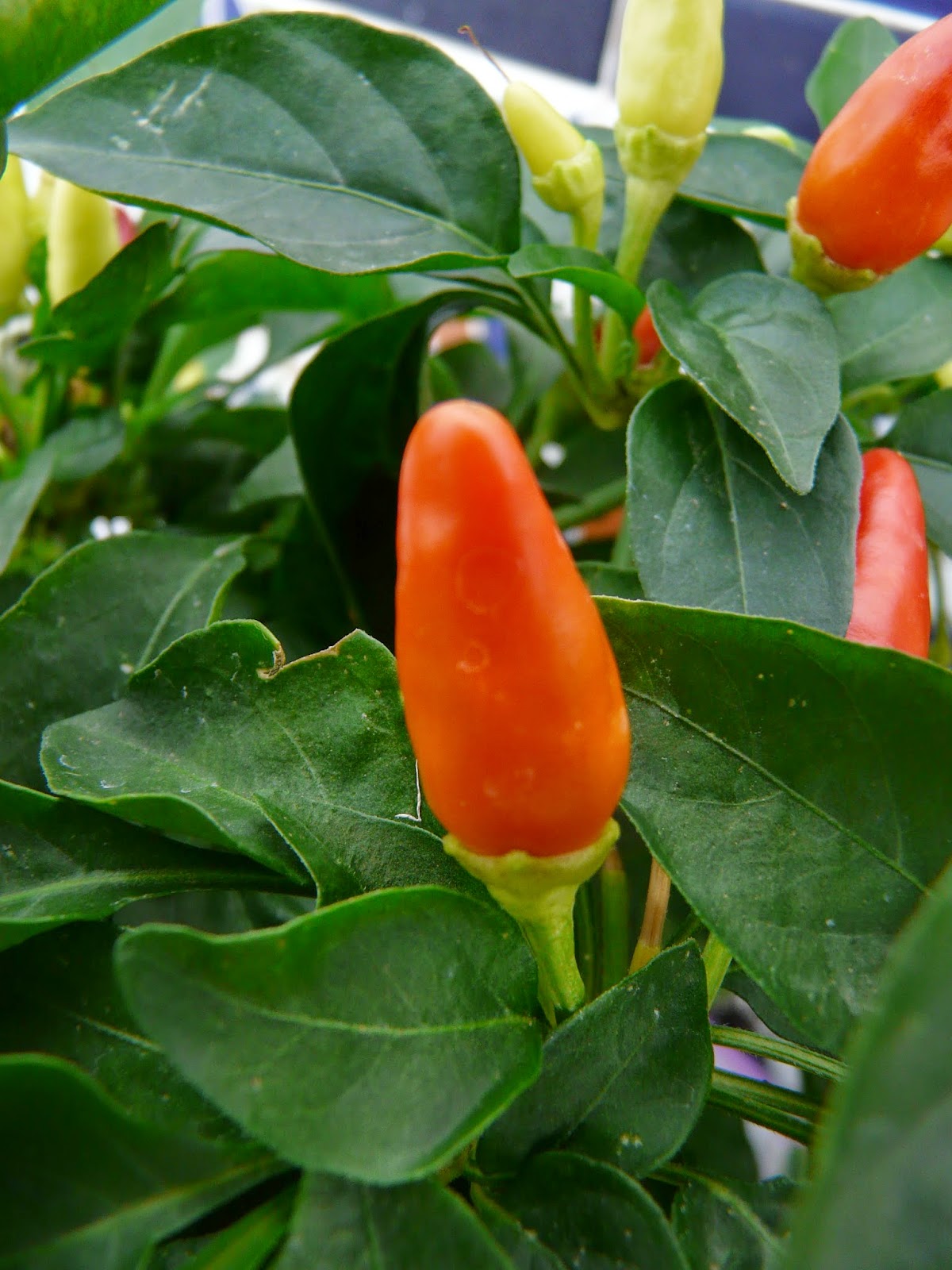 10000MANERAS: LA CAYENA