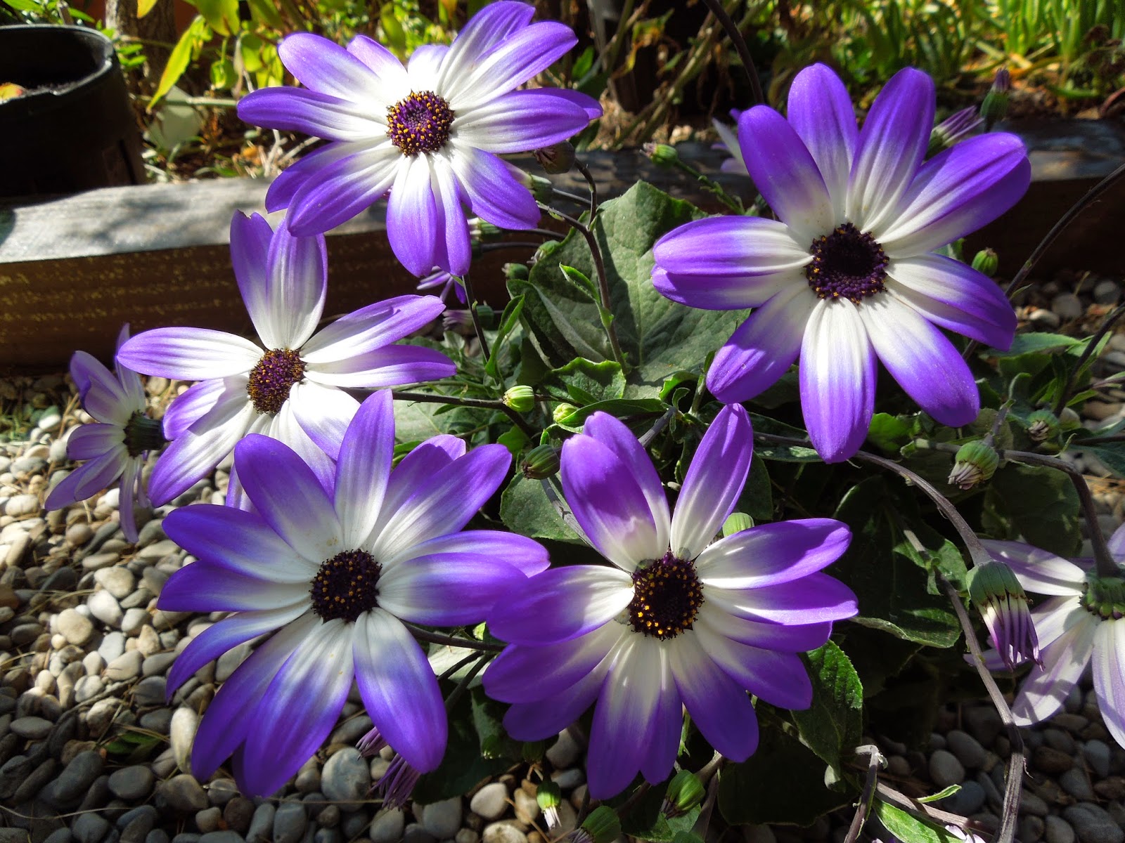 PERICALLIS "SENETTI" - BOTÀNIC SERRAT
