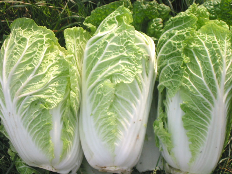 Contoh Tanaman Sayur Daun Homecare24