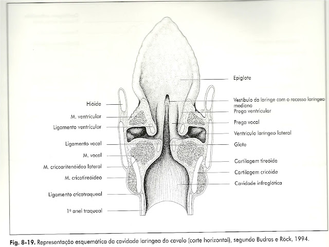 Dr. Rosivaldo Vet: SISTEMA RESPIRATÓRIO
