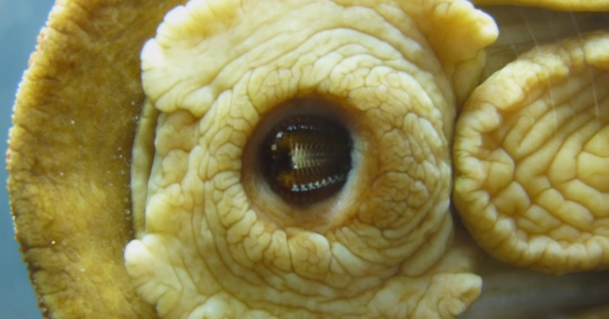 Real Monstrosities: Snaggle-tongue of the Gumboot Chiton