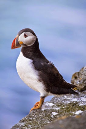 Puffins in the British Isles - Britain All Over Travel Guide
