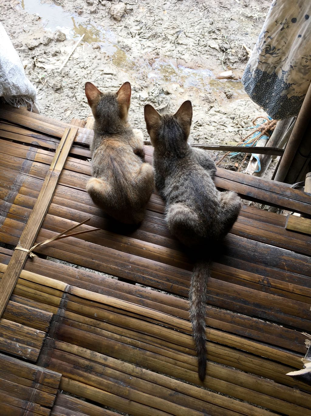 Musings on Life in Hong Kong: Animals of Myanmar