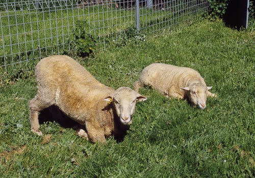 Campo Visual: Enfermedades Podales del Ovino