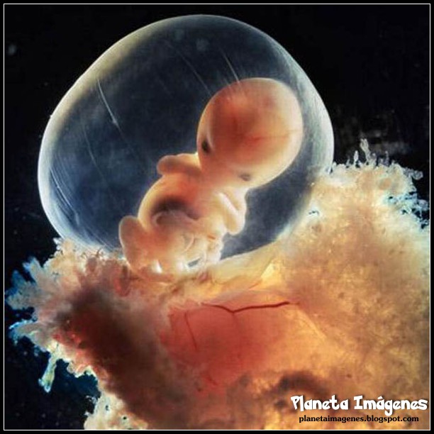 Evolución de la vida de un feto! - Planeta Imágenes