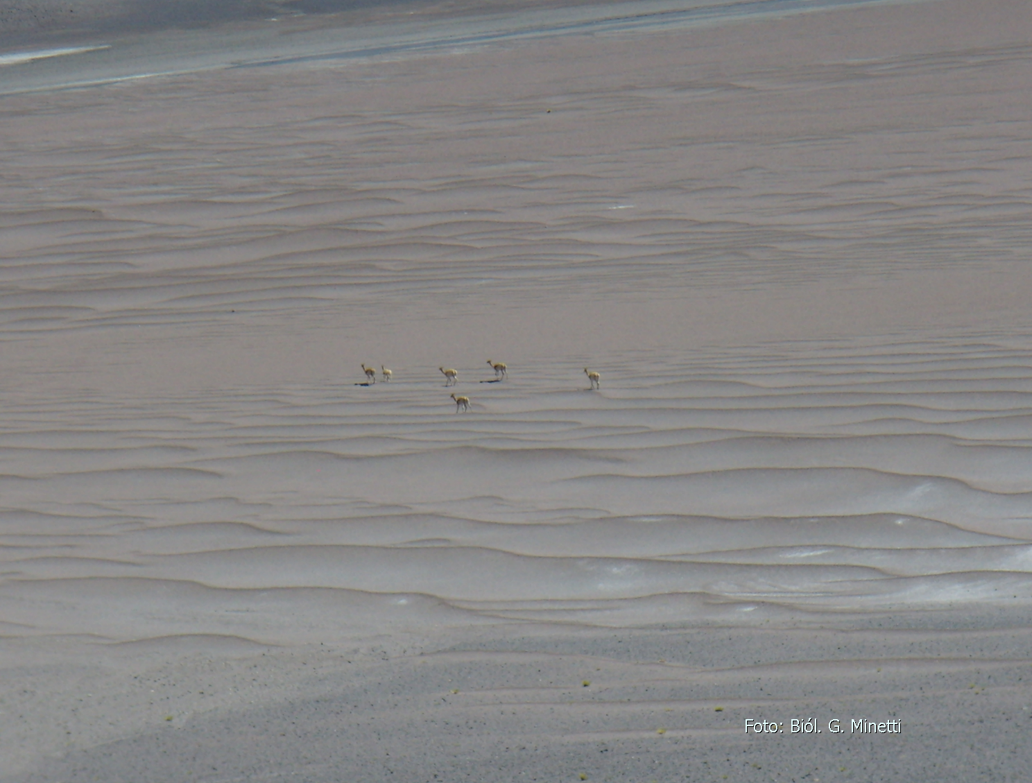 Coleccion Didáctica Cátedra de Ecología: SUCESION O DESARROLLO DEL ...