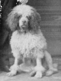 Huxtable The Poodle | Toy Poodle Blog | Parti Poodle: History of the ...