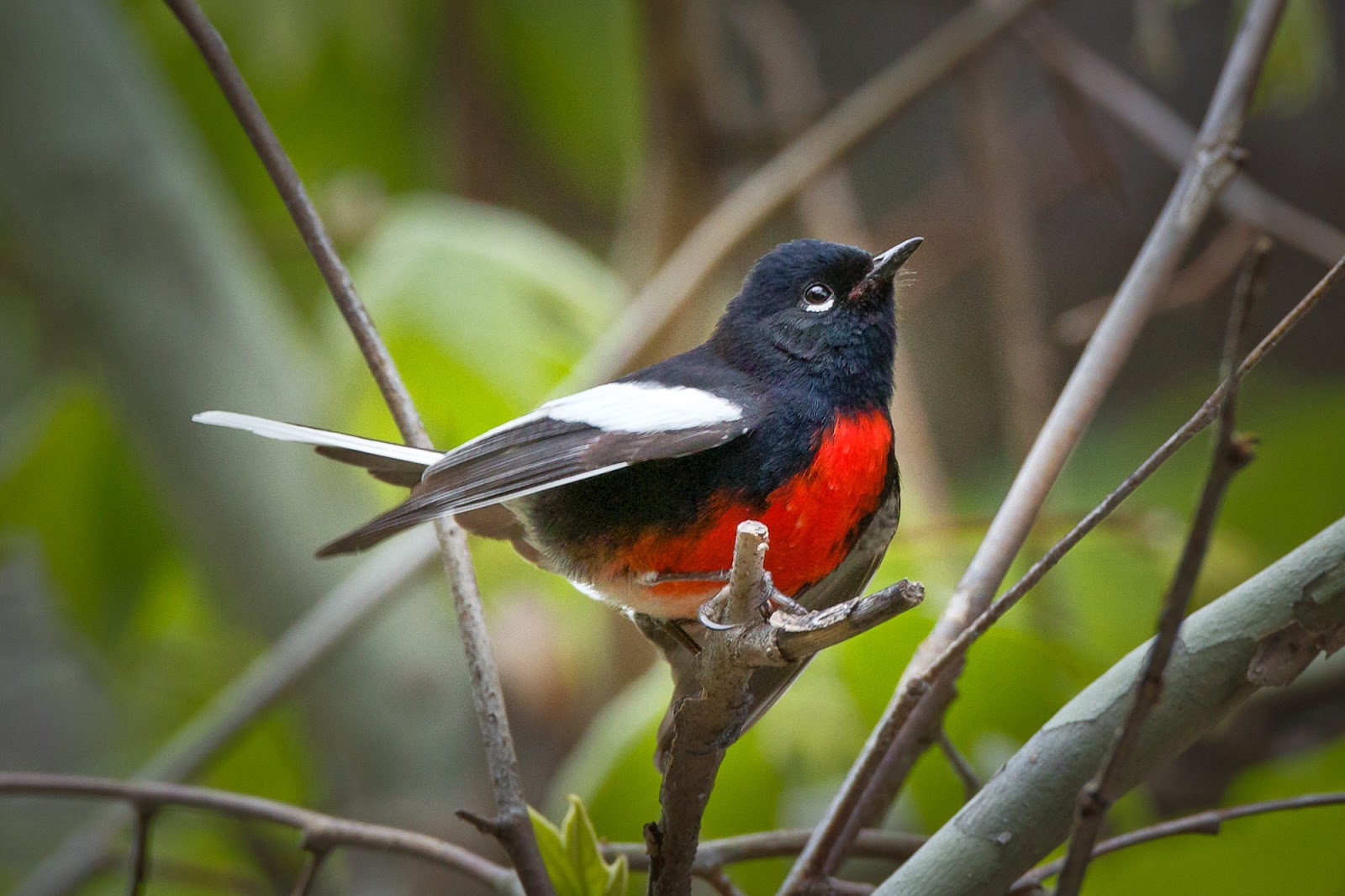 Feather Tailed Stories: Painted Redstart