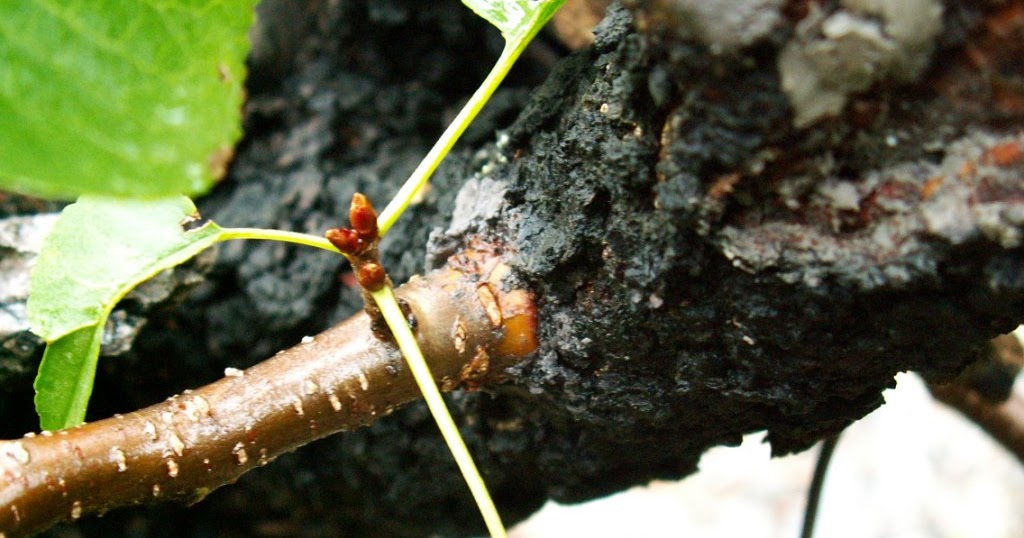 Threadgrafting _modifications of standard technique ( part 1 )