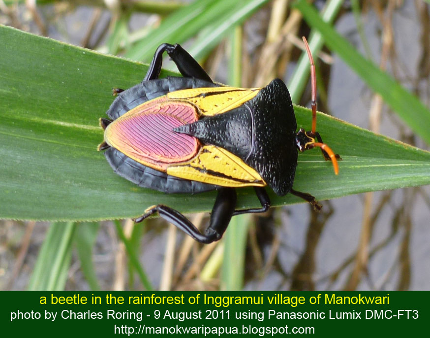 Birding and Wildlife Watching: Rainforest Insects in Inggramui village ...