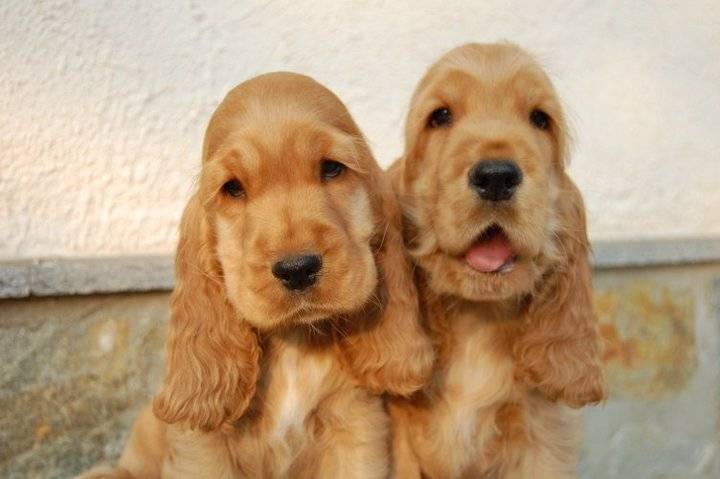 NUNCAJAMAS COCKER: ¿ES EL COCKER LA RAZA ADECUADA PARA TÍ? (SPANISH ...