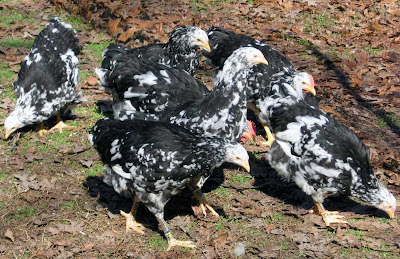 Java breeders: Teri J's Javas