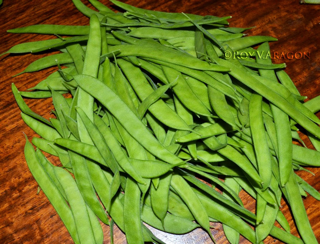 dinengdeng/baradibud a kamangeg, samsamping, parda ken kabatiti; wild ...