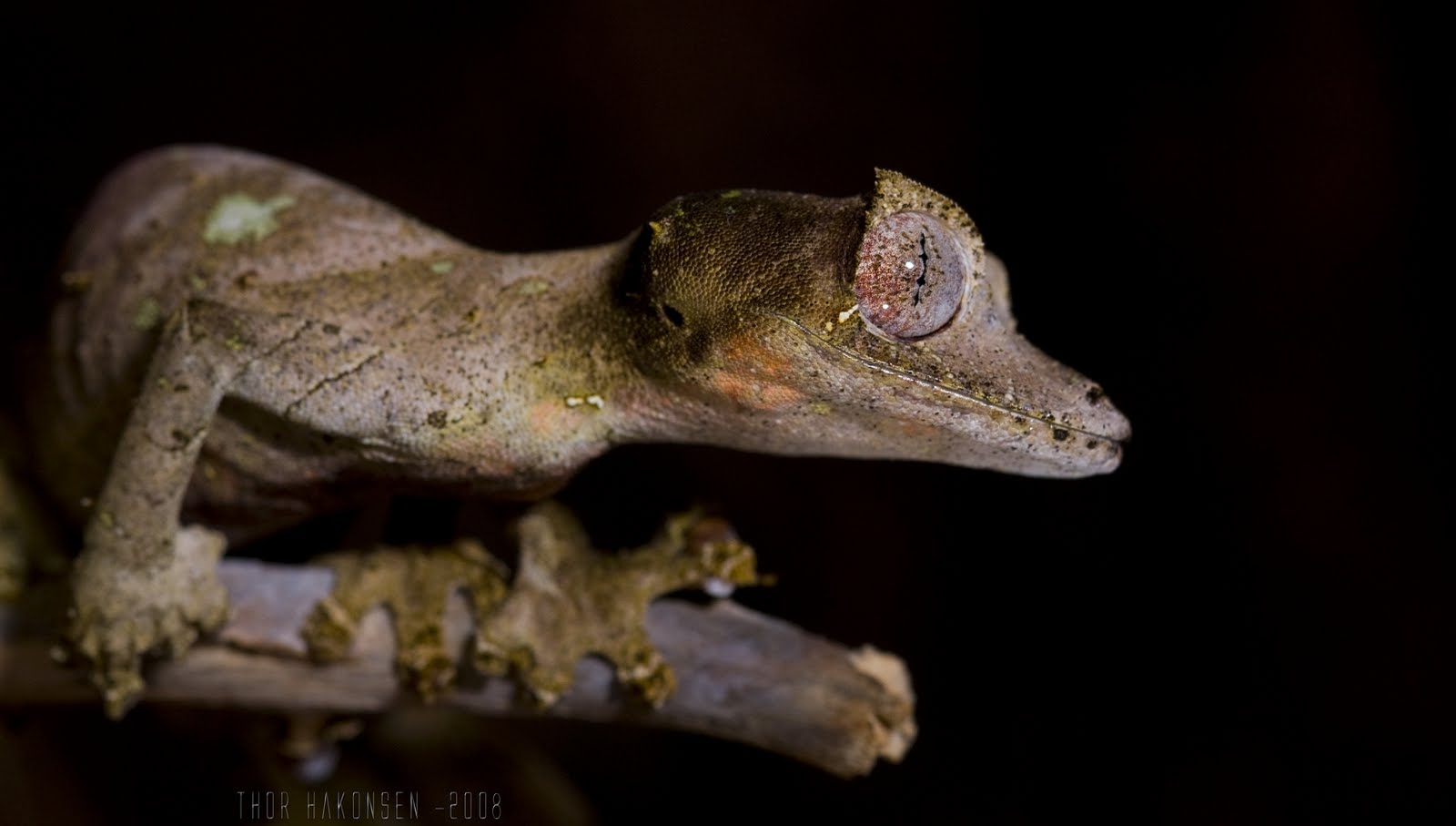 Thor Hakonsen Photography: Satanic Leaf-tailed Gecko