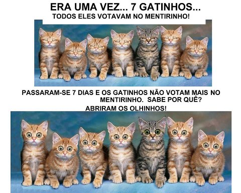 Era uma vez sete gatinhos...