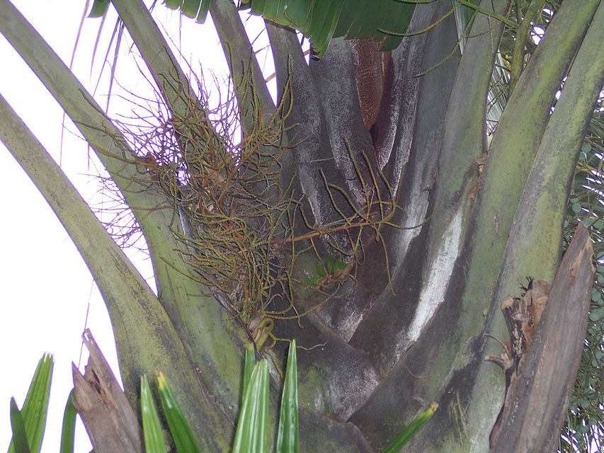 Dypsis decaryi «palmera triangular» - Id Plantae