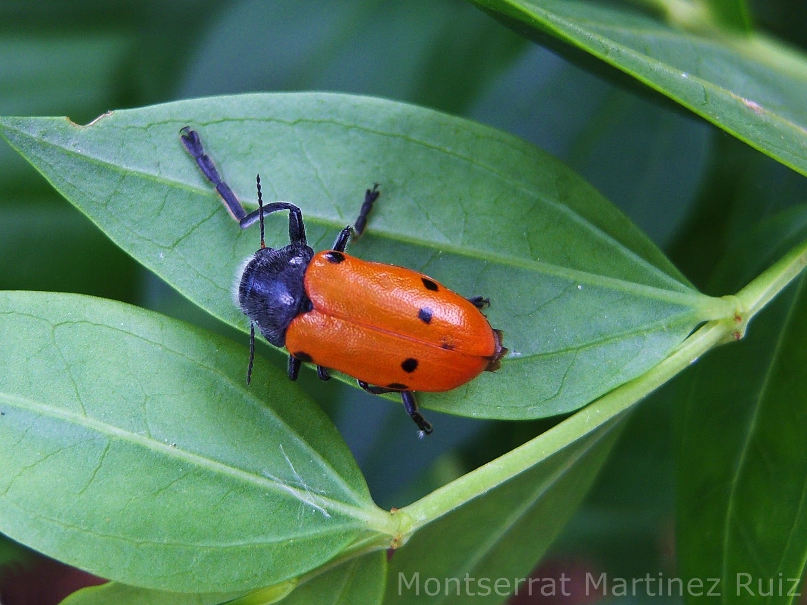 ESCARABAJO SEIS PUNTOS - BOTÀNIC SERRAT