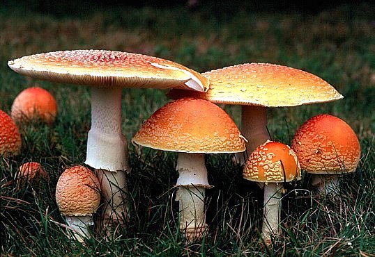 Setas y hongos: Matamoscas - Amanita muscaria