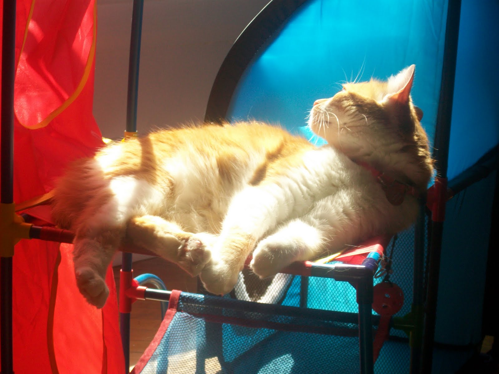 My (not-so-private) Diary of an Eating Disorder: My cat saved my life ...