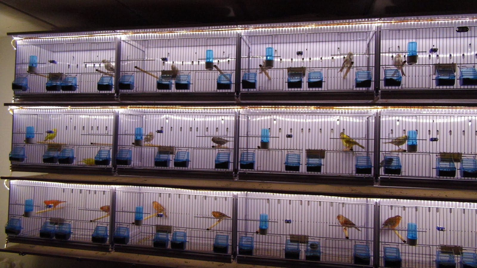 Aviario Lebrijano En Topacio: AVIARIO