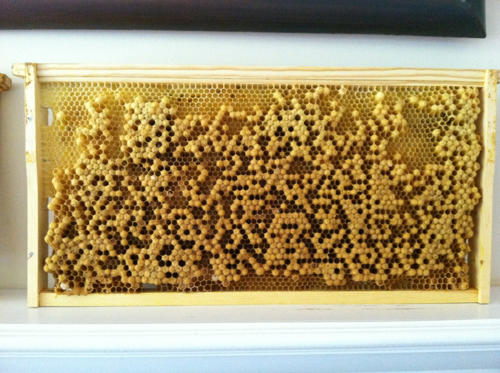 The Old North State Honey: Drone Laying Queen - Christin's Hive (April ...