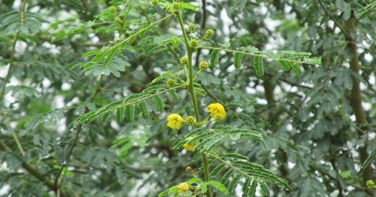 Medicinal Plants: Acacia nilotica Nalla Thumma Babool Tikshana kantaka ...