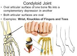 skeletal system | HUMAN ANATOMY