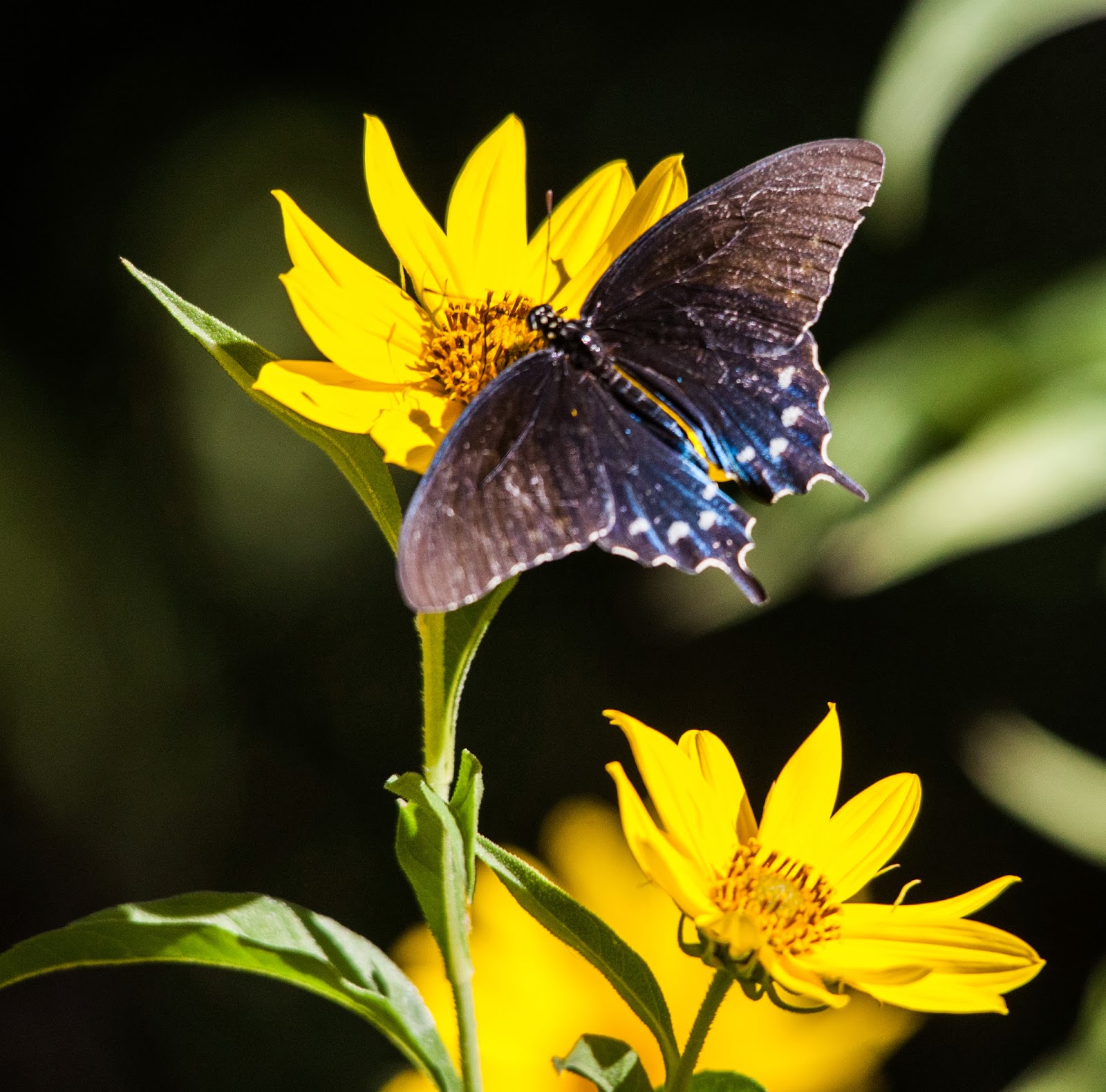 Walking Arizona: Pipevine Swallowtail
