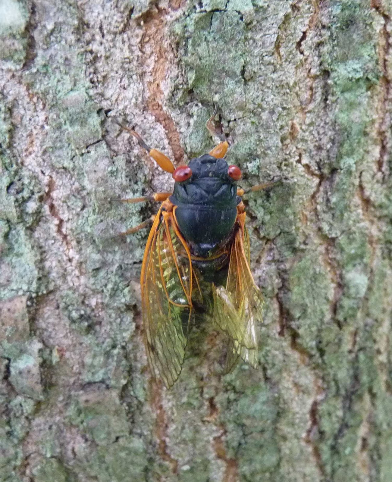 My Father's World: Year of the Cicada