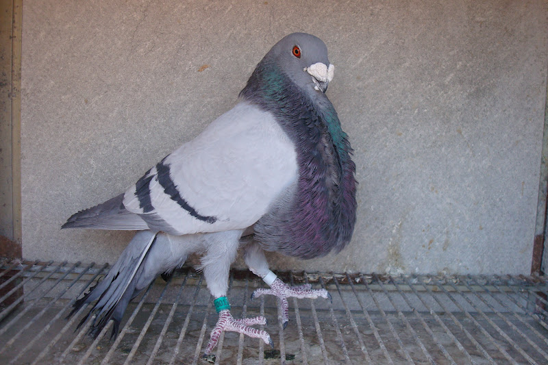 JOSE ANTONIO: LA ORNITOSIS APARECE ASOCIADA