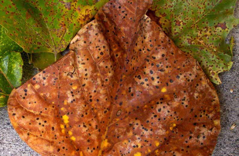 Photo Essays - Toxic Urban Landscapes - Air Pollution - Climate Change ...