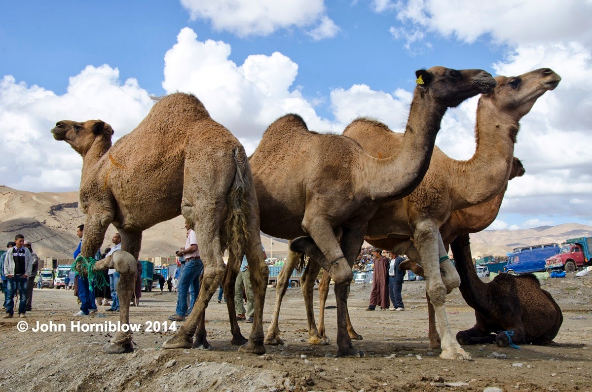 THE VIEW FROM FEZ: Eating Camel Meat in Morocco