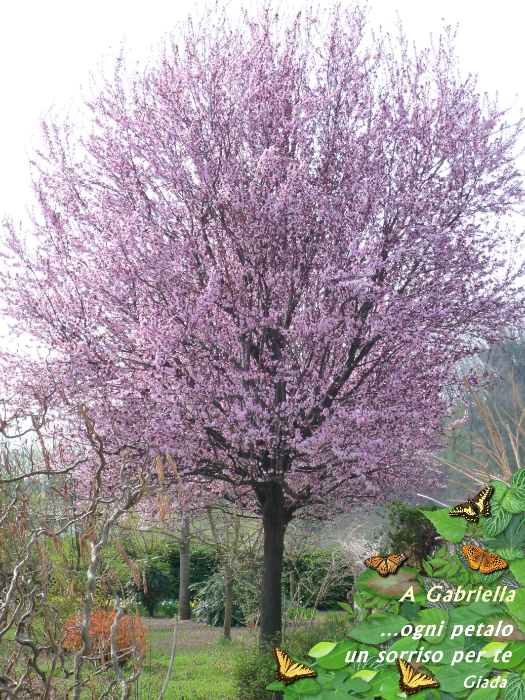 Male Gential Piercings