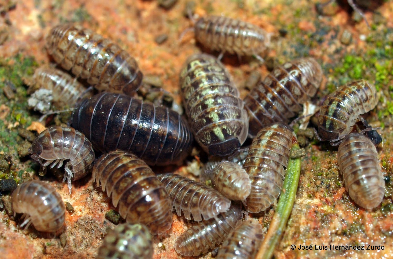 España vista desde mi cámara...: COCHINILLAS DE LA HUMEDAD ...