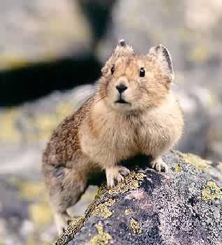 Baby Pikas