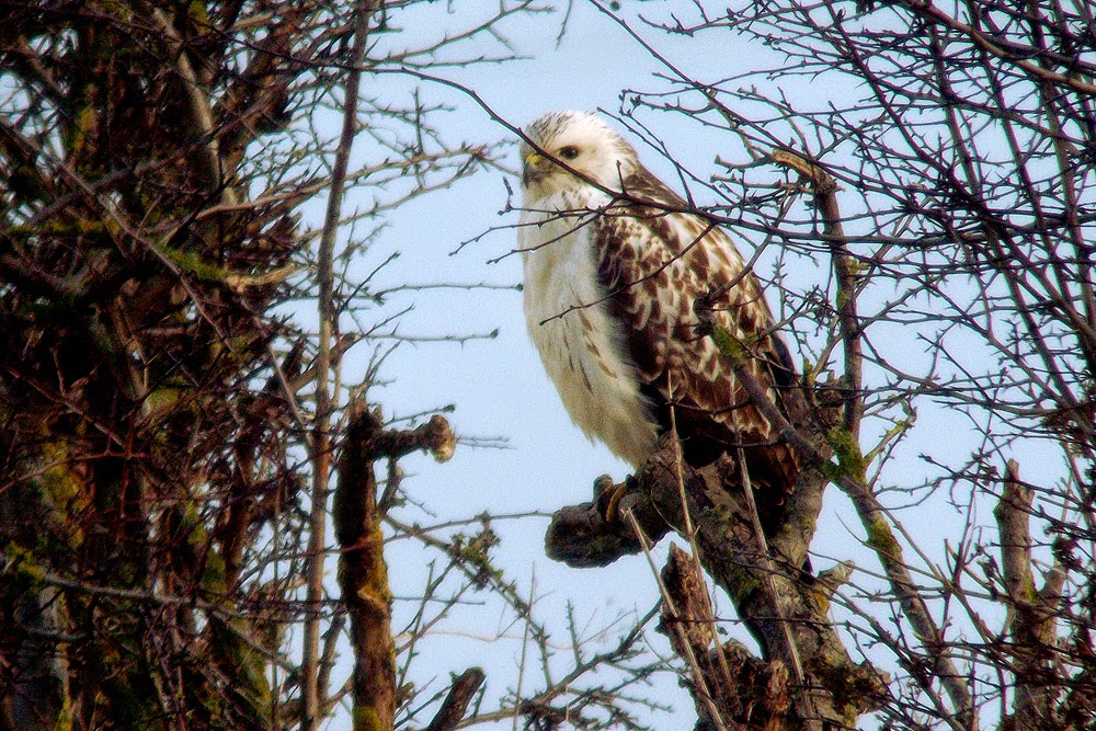 CAMBRIDGESHIRE BIRD CLUB GALLERY: Buzzard