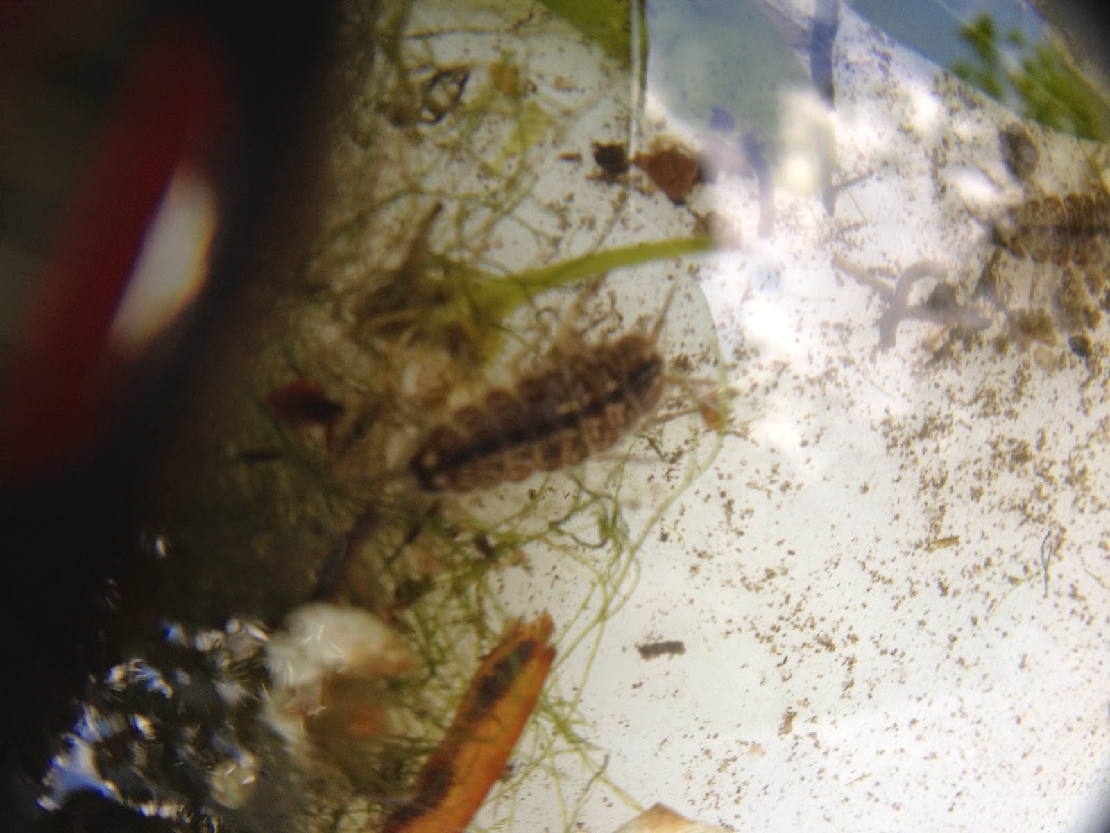 Seething Wells links