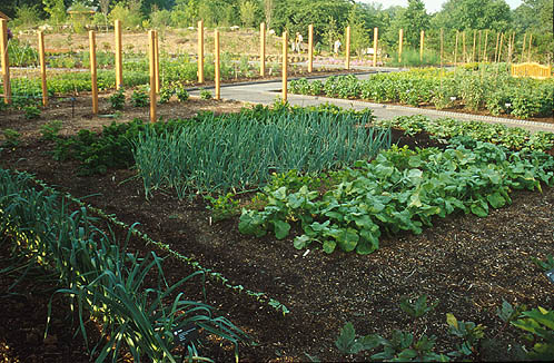 Gardening Supplies: Tips biodynamic gardening