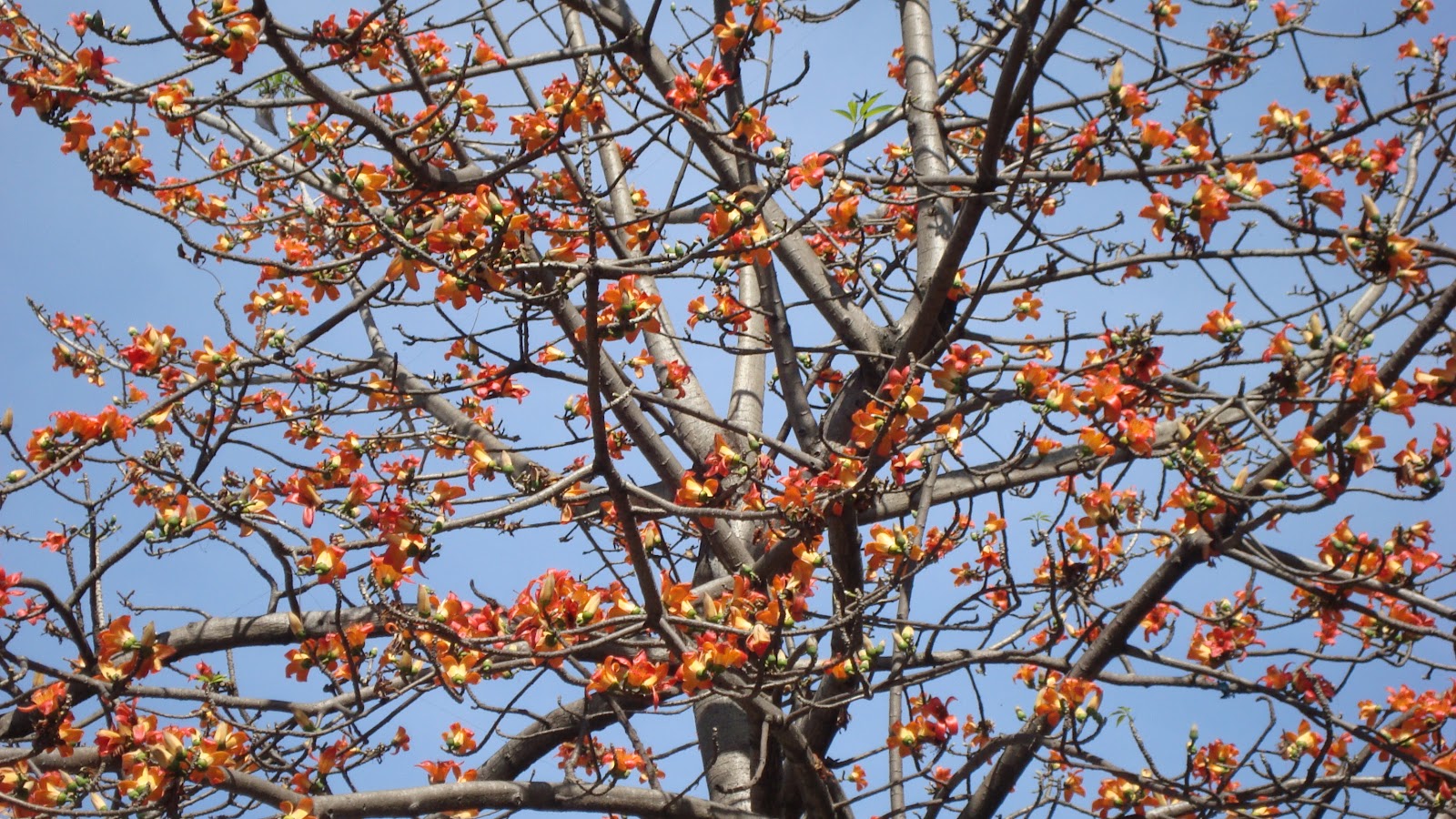 Living with Nature - School on Blog by Dr. Abercio V. Rotor: Images of ...