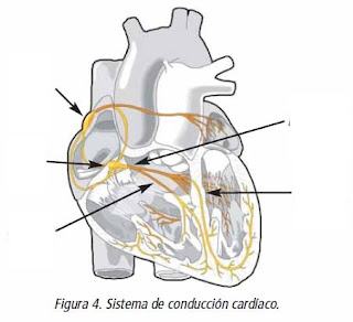 jvpbiologia: ANATOMIA 3º ESO. CIRCULATORIO Y EXCRETOR.