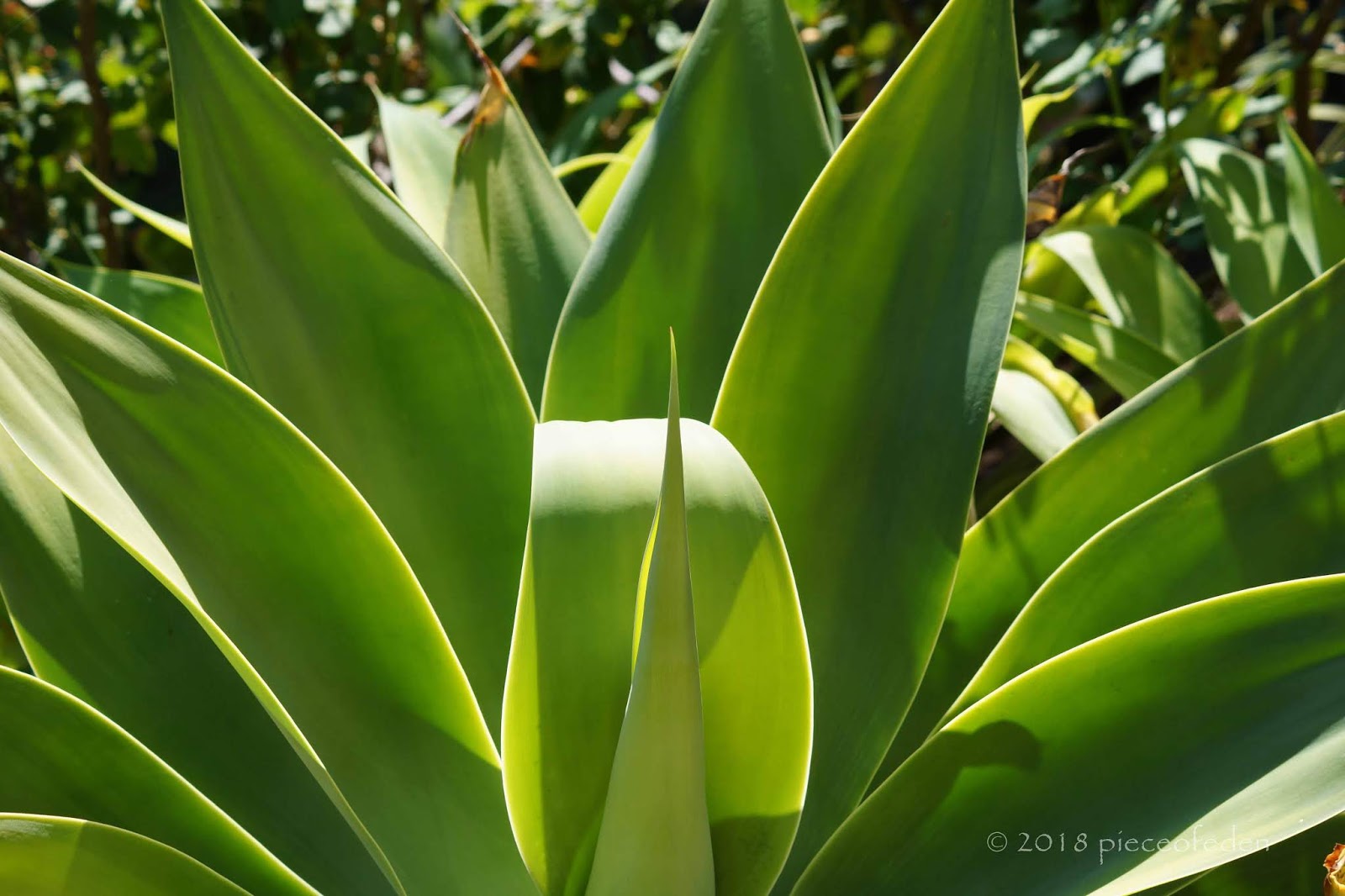 All The Agaves 2018 Edition