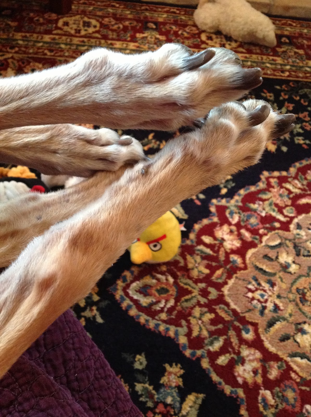 Northern Lights Greyhound Adoption Dog Blog: NLGA Photo Roundup ...