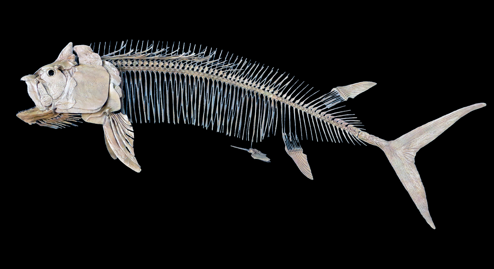 The Expeditioner's Discovery Guild: A little bit of Everything: Museums ...