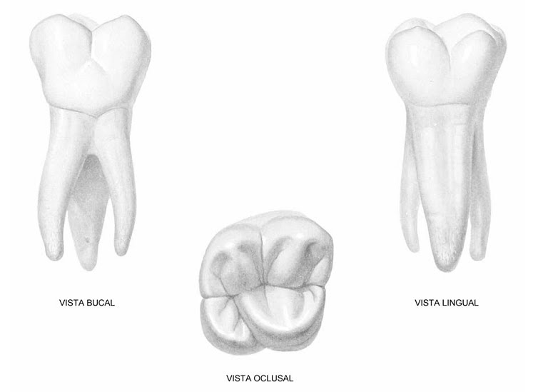 biomateriales: MOLARES PRIMER MOLAR SUPERIOS